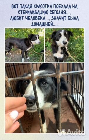 Собаки бесплатно в добрые руки