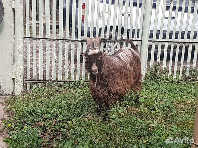 Козел зааненский