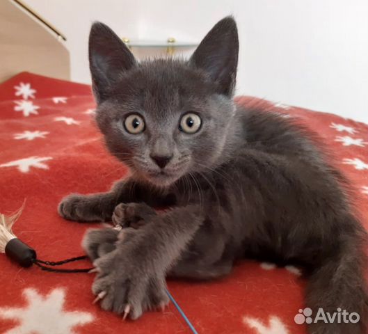 Котенок Джуля метис Русская голубая 2 месяца в дар