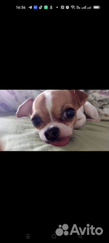 Чихуахуа mini девочка
