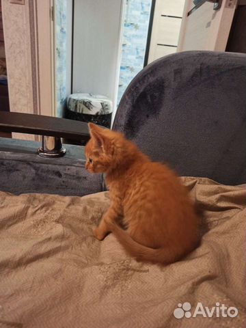 Найден рыжий котенок