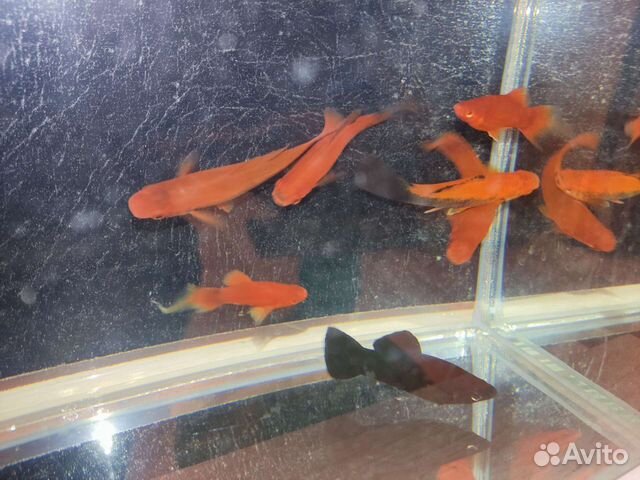 Моллинезии, Пецилии, Меченосци