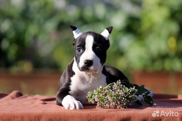 Девочки амстаффа 2 мес