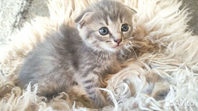 Вислоухий котенок девочка