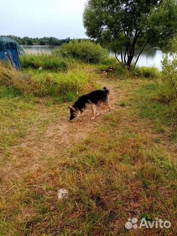 Собака в добрые руки щенок, 6 месяцев, немец