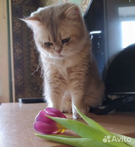 Отдаю в добрые руки кошечку 3,5 года
