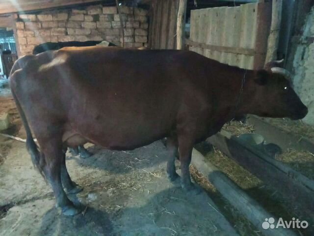 Продаю двух коров и двух телят