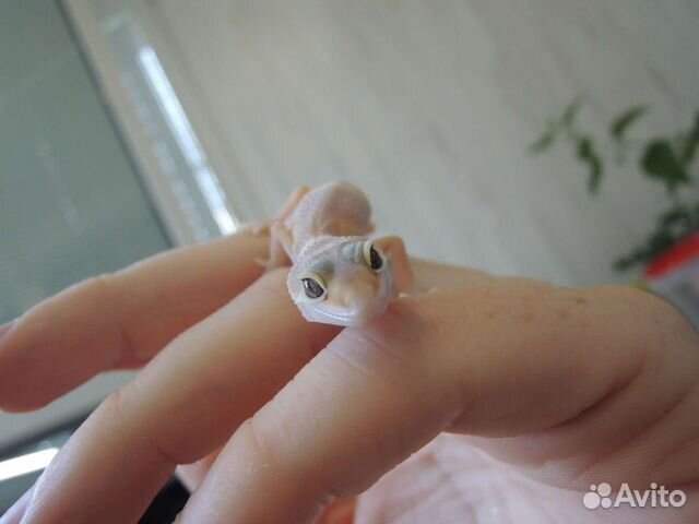 Геккон эублефар