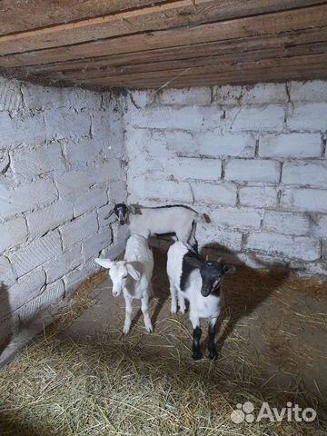 Козы и козлята продажа