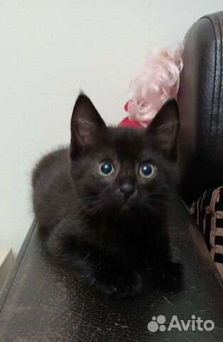 Уголек 1.5 мес