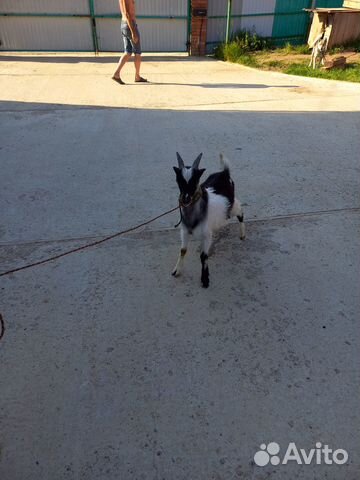 Козлёнок породистый