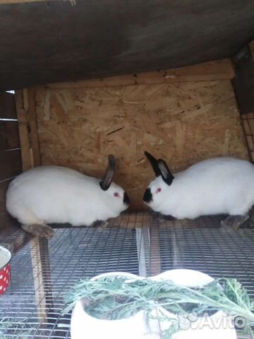 Кролики калифорния