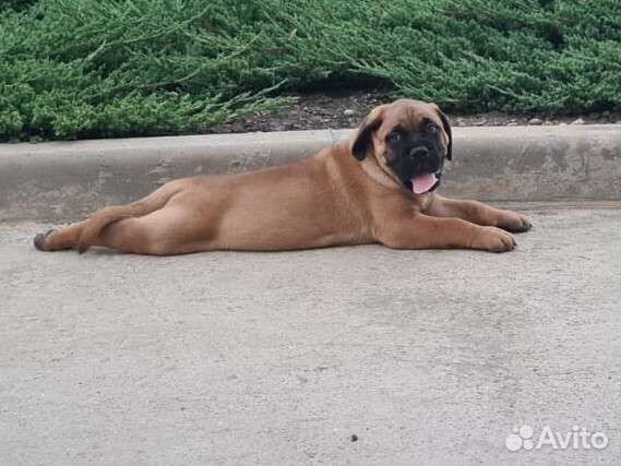 Мальчики бульмастиф