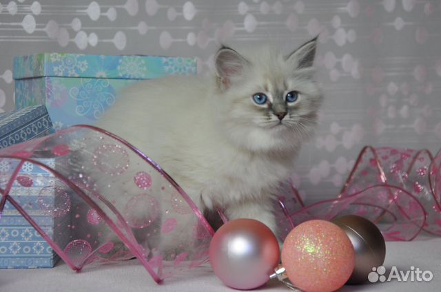 Невский Маскарадный котенок, девочка