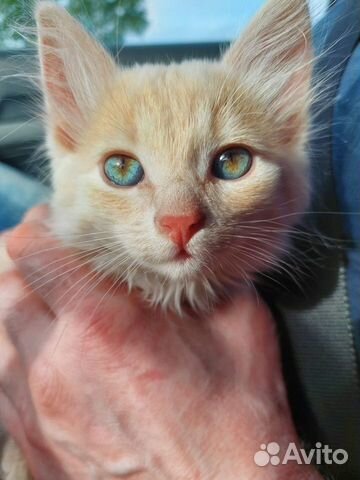 Отдам котенка в добрые руки