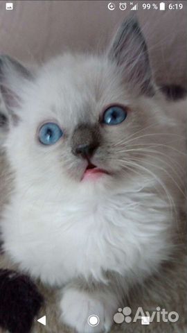 Рег долл мальчик 1мес с небольшим