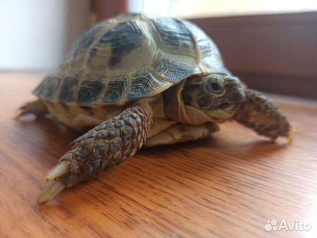 Сухопутные Черепахи