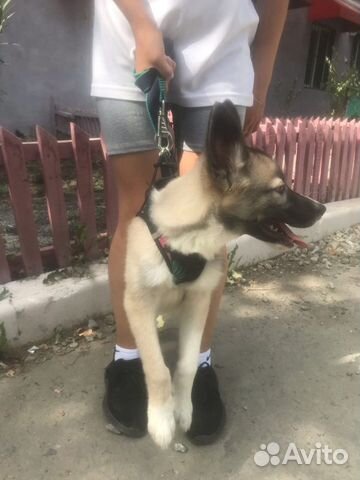 Смесь щенка хаски и дворняжки