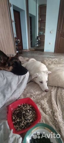 Щенки лабрадора в добрые руки