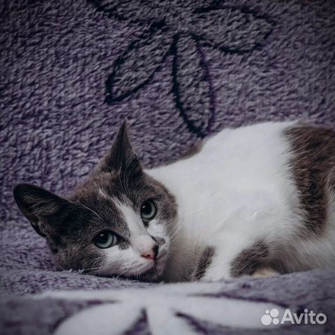 Кошка бесплатно