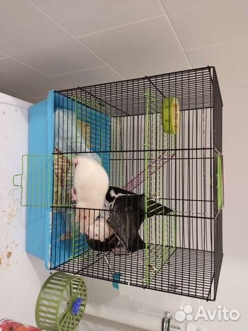 Крысы склеткой