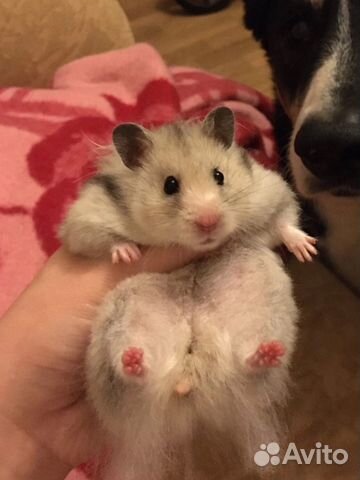 Сирийская хомячиха в добрые руки