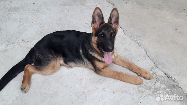 Немецкая овчарка