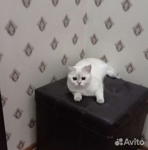 Британская серебристая шиншилла