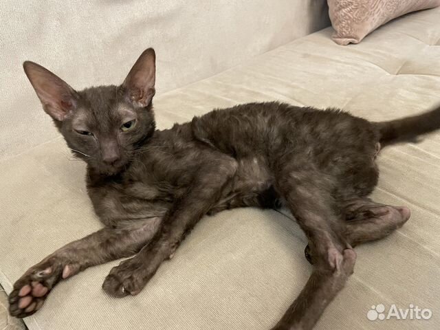 Корниш-рекс