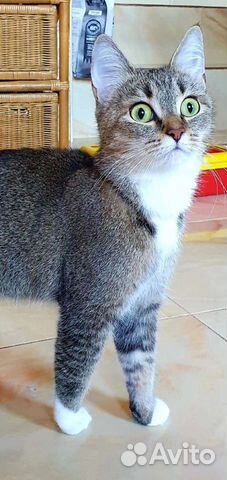 Антония кошка