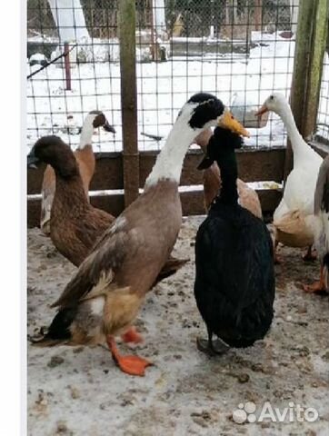 Утки бегуны селезни