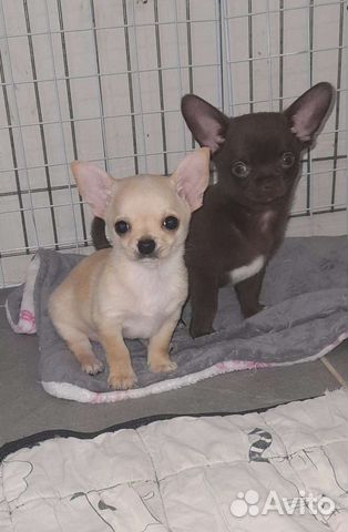 Два мальчика