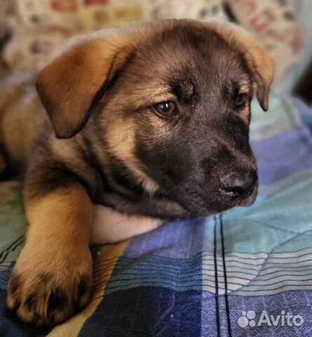 Щенок Степан