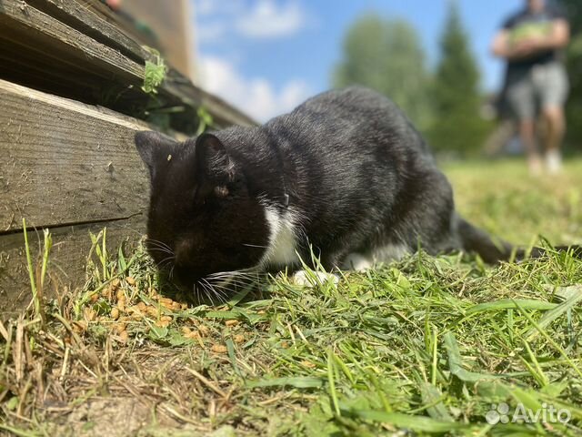 Кот в добрые руки