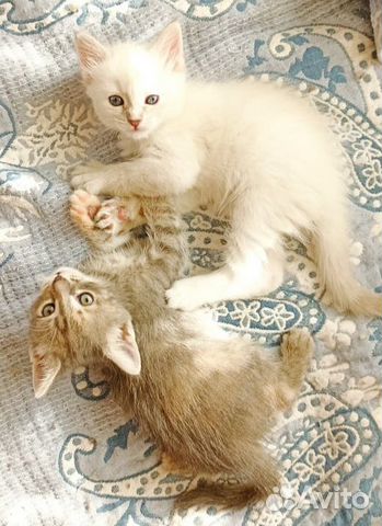Котята от Невской маскарадной