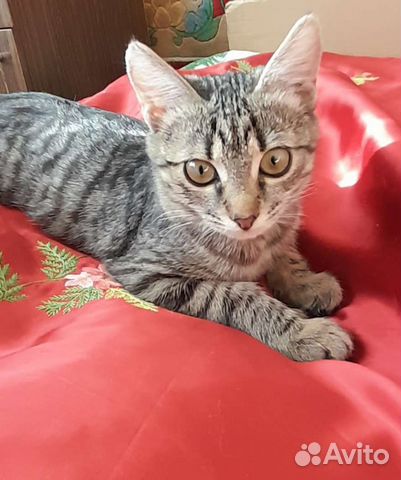 Кошка - мышеловка, 4 мес