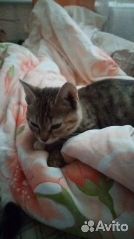 Котята Карамелька и Буся