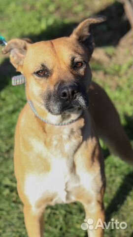 Метис боксера