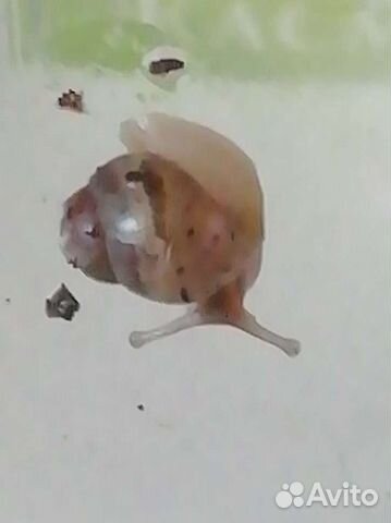 Улитки Ахатины бесплатно