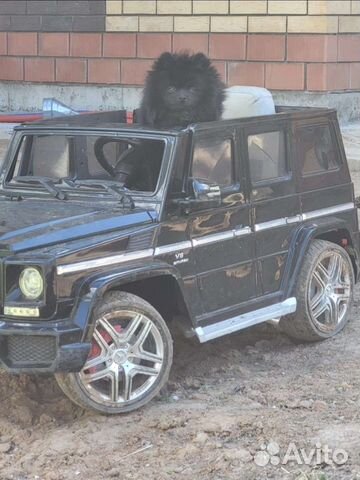 Померанский шпиц вязка кобель
