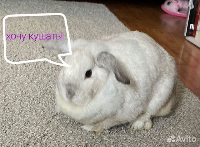 Отдам бесплатно кролика