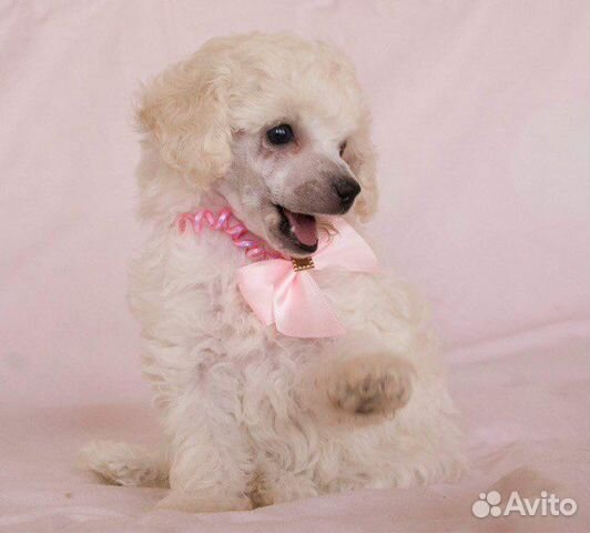 Той пуделяшки девочки