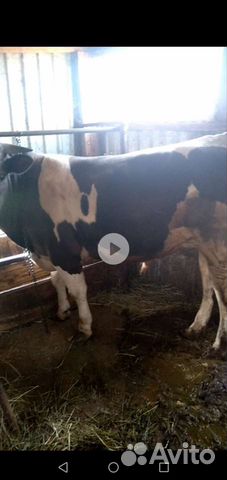 Быки на мясо живым весом