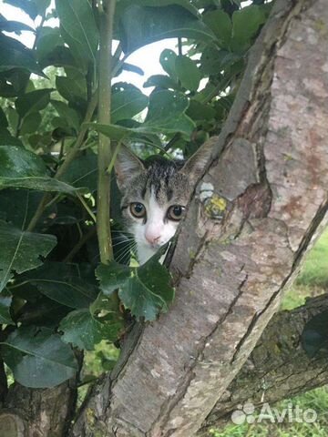 Кошка в дар бесплатно