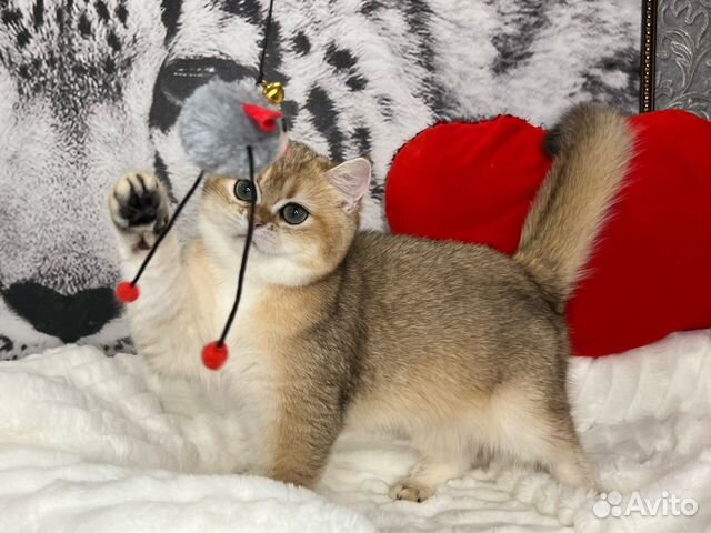 Котята золотой британской шиншиллы