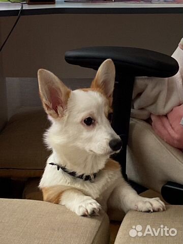 Вельш-корги пемброк