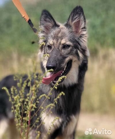 Щенок Марсель ищет дом