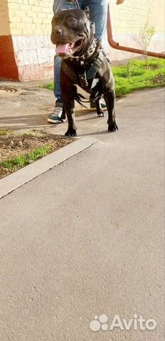 Вязка Амбулли