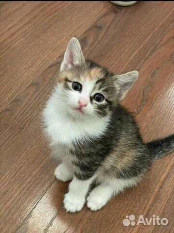 Котенок девочка 1,5 месяца в добрый руки бесплатно