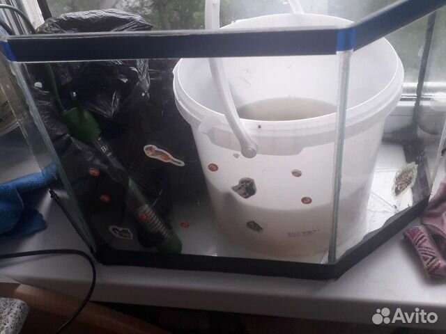 Красноухая черепаха бесплатно в хороший руки